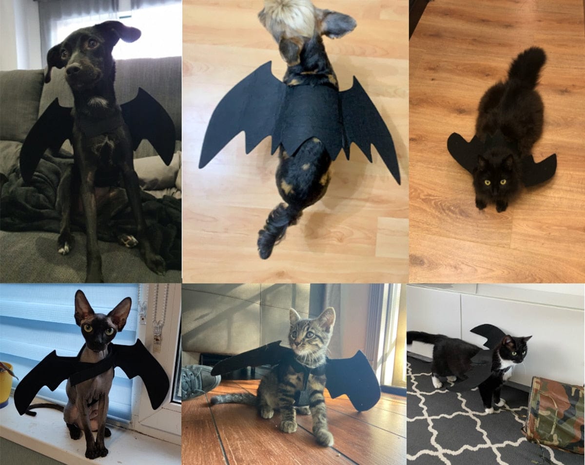 Vampire Cosplay Halloween Pet Bat Wings Costumes - Geckocustom.com