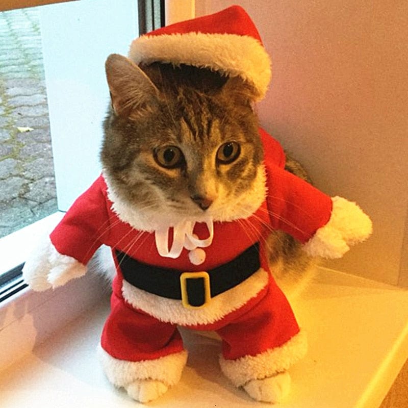 Funny Halloween Clothes Dressing Up Cat Party Costume Suit ...